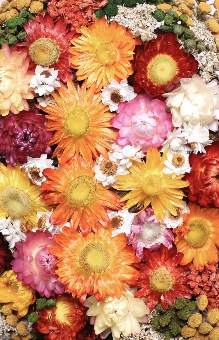 Larkspur Flowers: A Beginner's Guide to Growing Vibrant Larkspurs