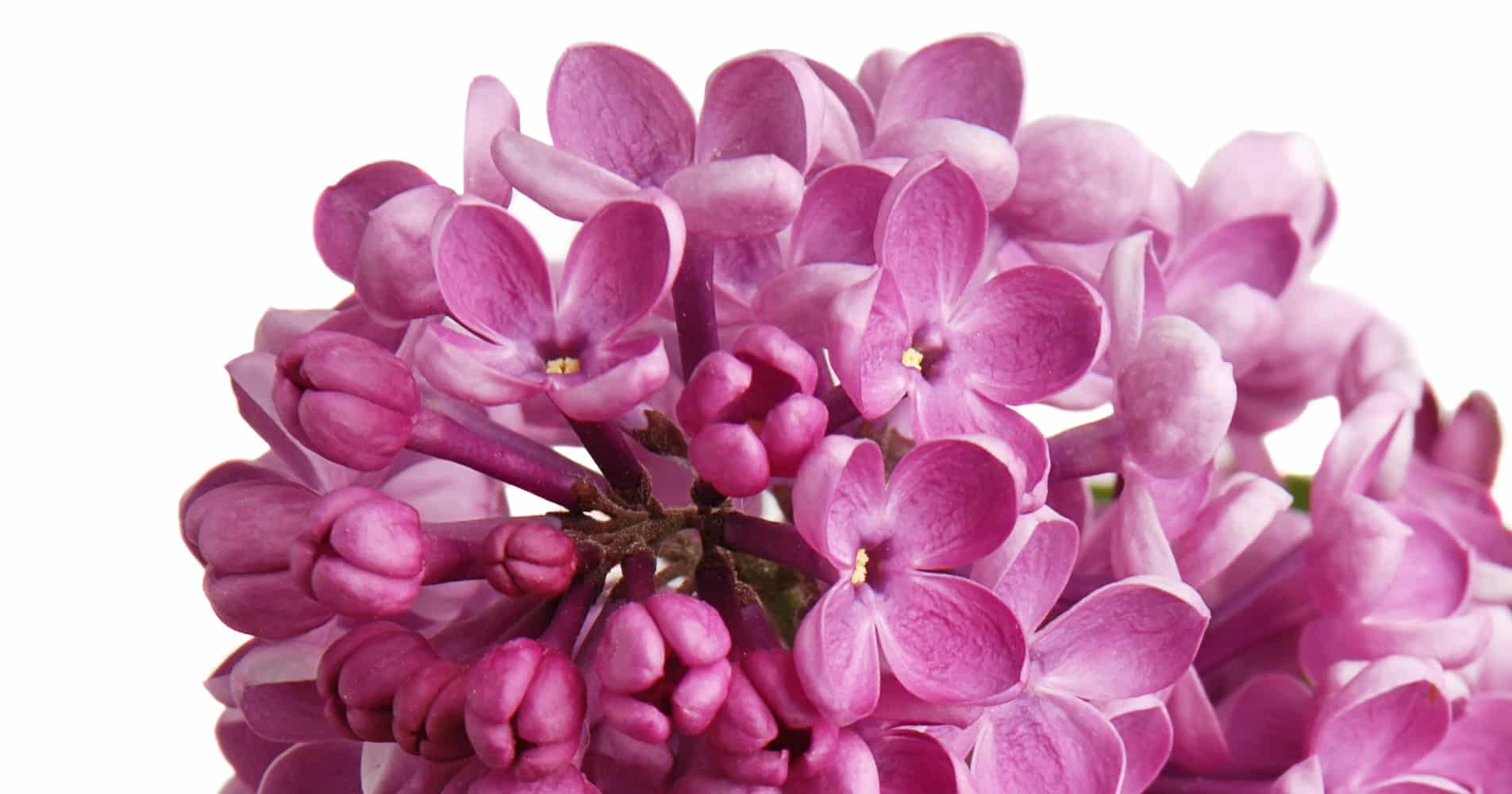 The Best Smelling Flowers: A Garden Scent Guide