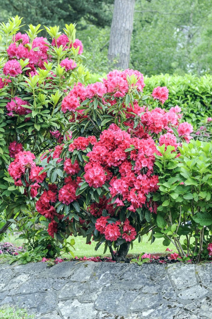 9 Best Flowering Bushes for Front-of-House Landscaping