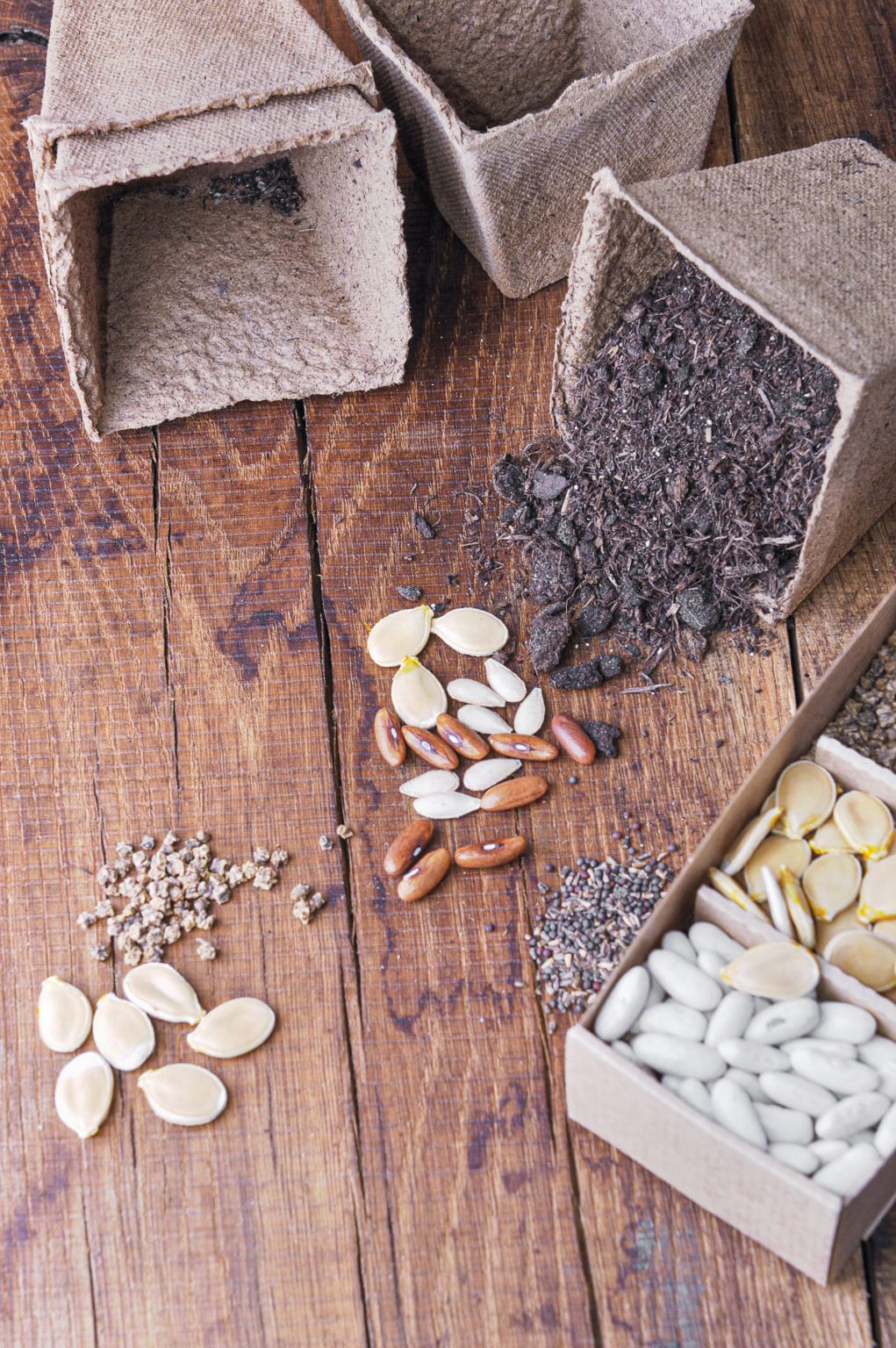 Seed Saving Basics: How to Save Seeds From Your Garden