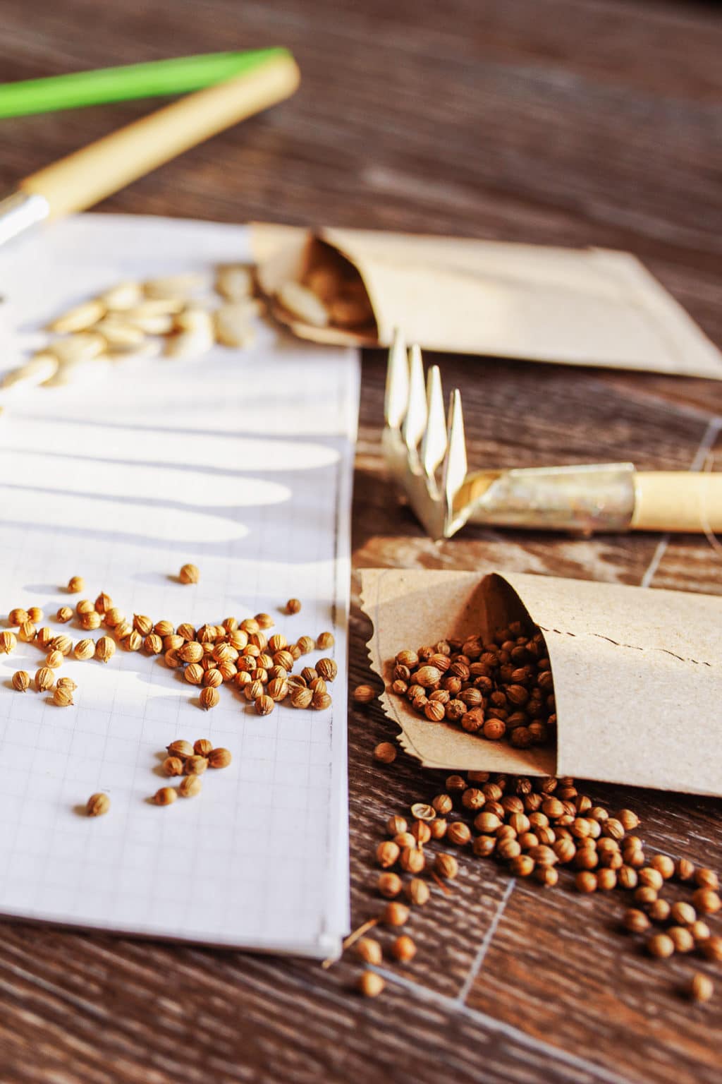 Seed Saving Basics: How to Save Seeds From Your Garden