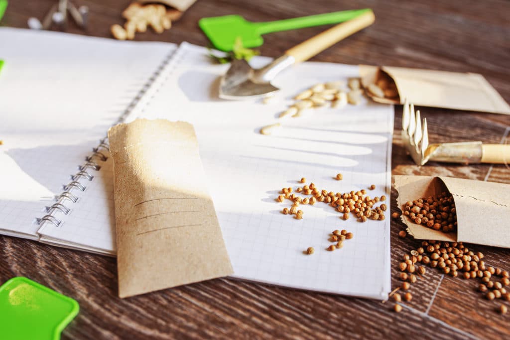 Seed Saving Basics: How to Save Seeds From Your Garden