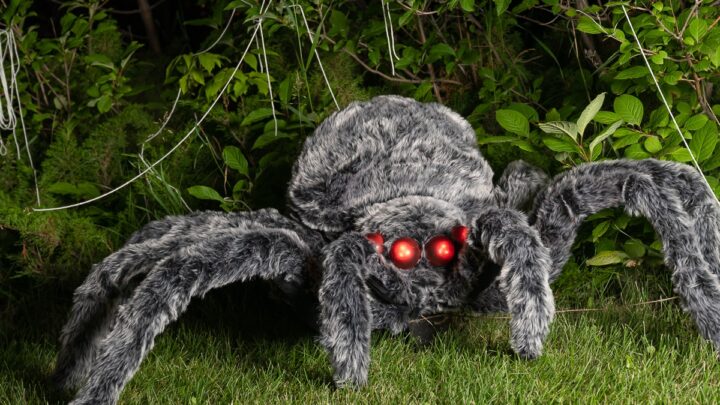 Big Scary Looking Spiders