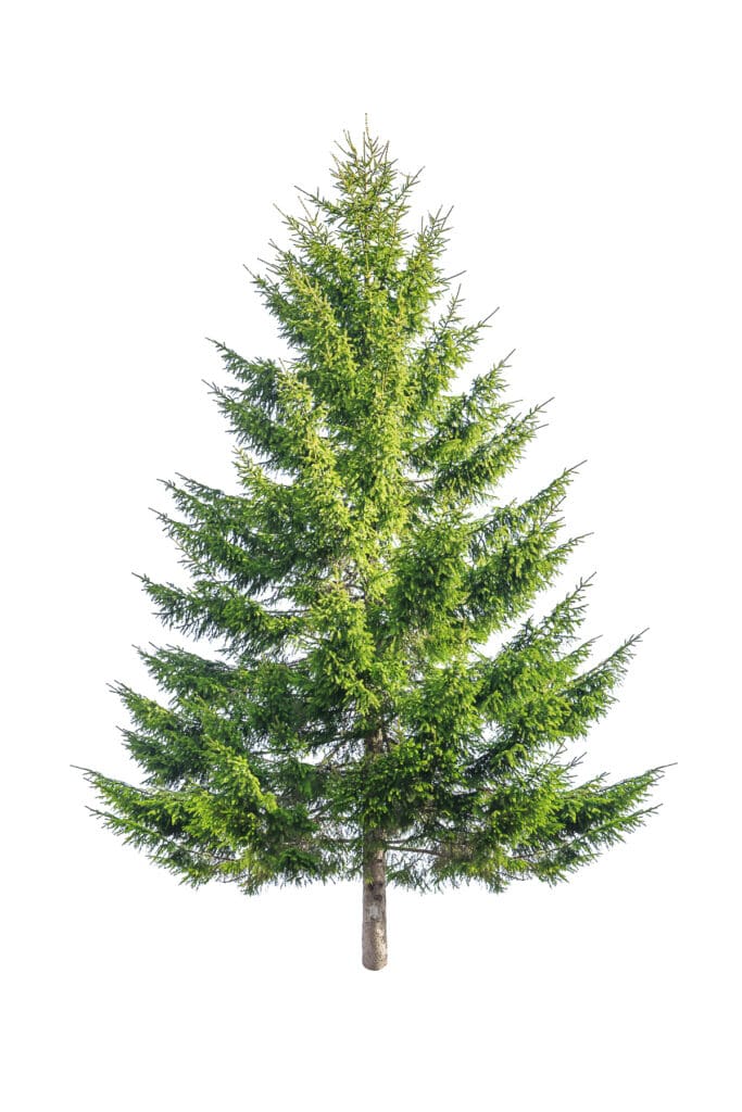 Real Christmas Tree Care 101: How to Care for Live Christmas Trees