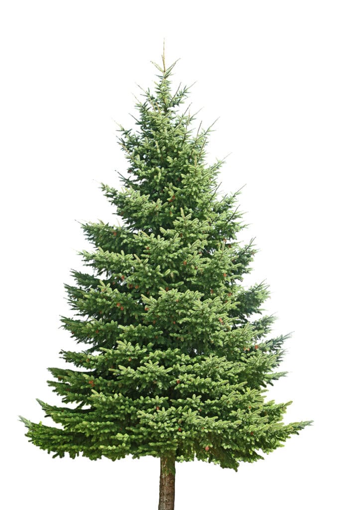 Real Christmas Tree Care 101: How to Care for Live Christmas Trees