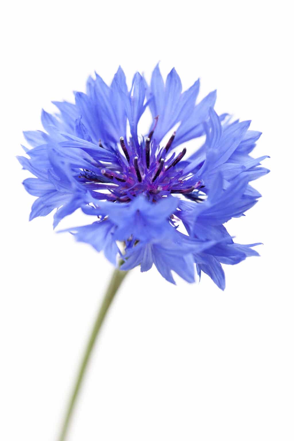 Natural Dye from Flowers: A Dye Garden Plant List