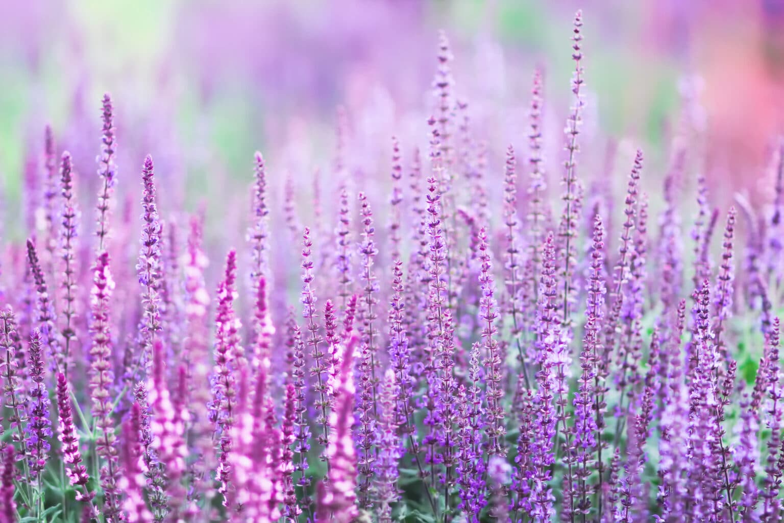 Natural Dye from Flowers: A Dye Garden Plant List