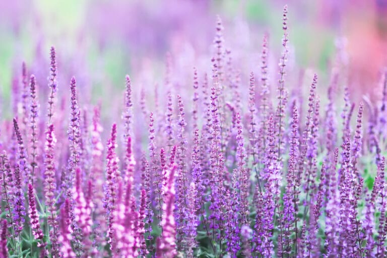 Natural Dye from Flowers: A Dye Garden Plant List