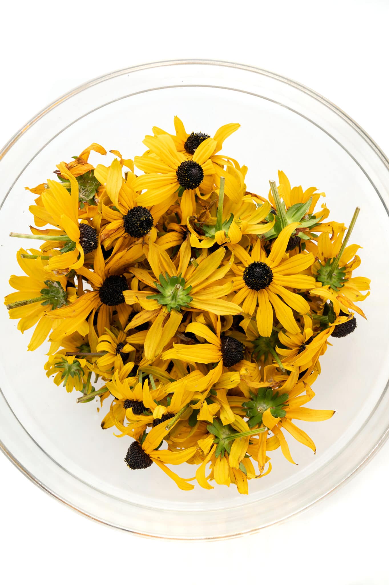 Natural Dye From Flowers A Dye Garden Plant List