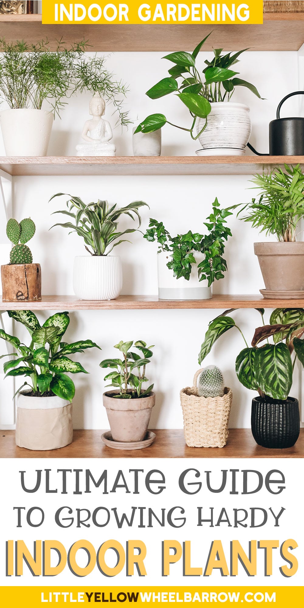 The Ultimate Guide To Best Plants To Grow Indoors