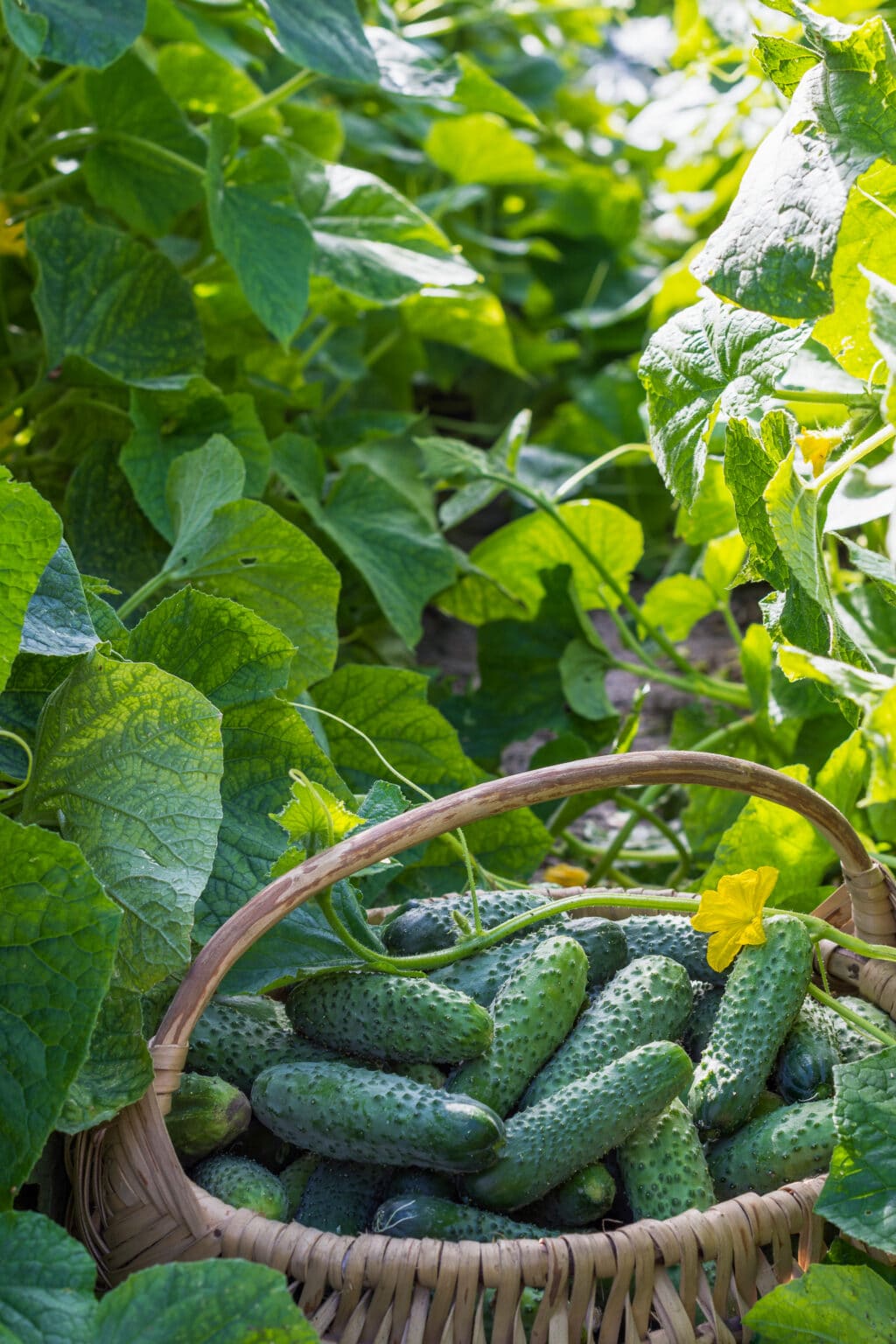 Fertilizing Cucumbers: An Expert Guide to Maximizing Growth