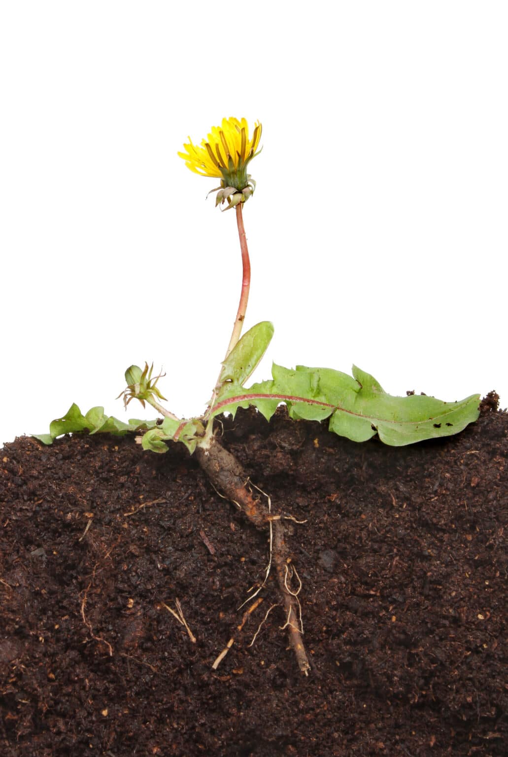 How Weeds Grow: The Ultimate Care and Prevention Guide