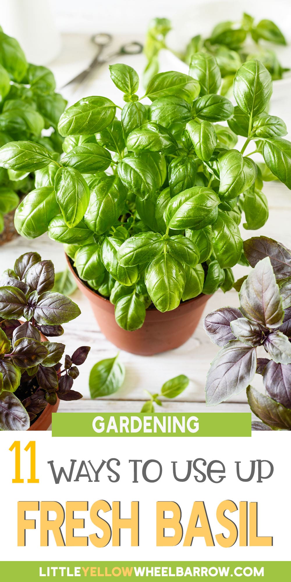 What to Do With Fresh Basil When Your Harvest is Too Big