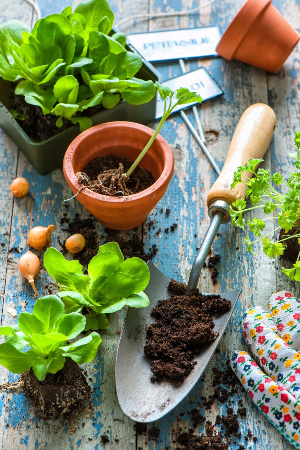 Top 15 Vegetables You Can Grow Indoors Year-Round