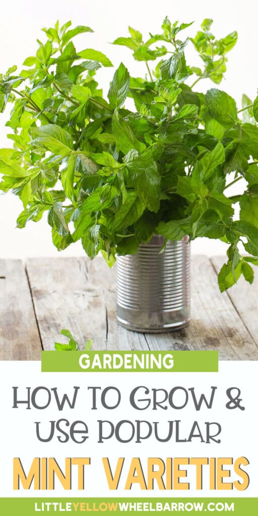 Types Of Mint Plants: How To Grow And Use Popular Mint Varieties