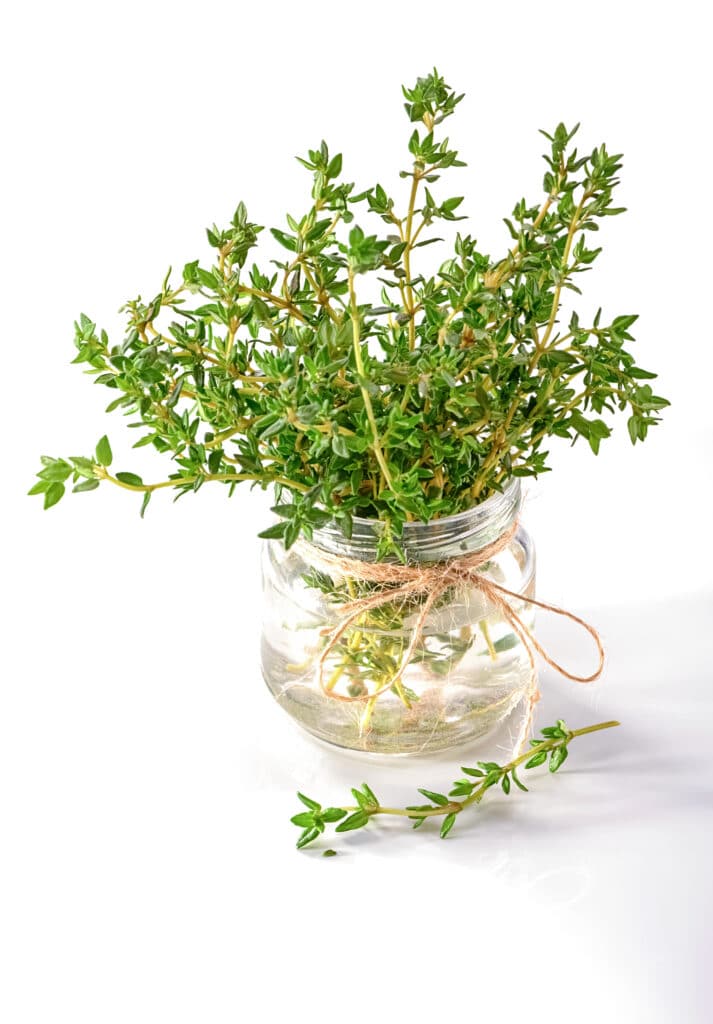 Thyme Plant Care: How To Grow, Harvest & Use It (2023)