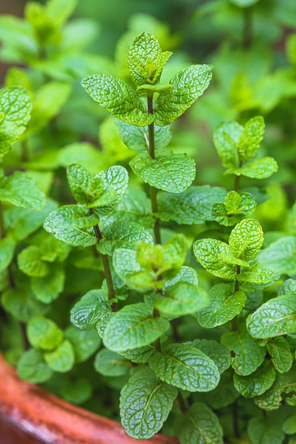 Mint: How To Grow Mint From Cuttings or Seeds