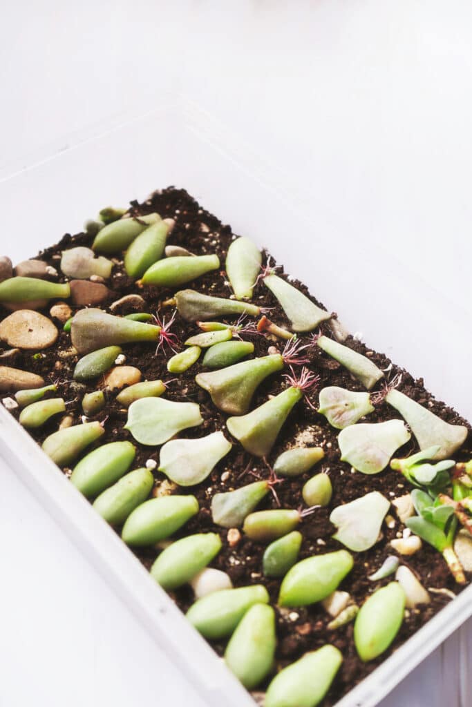 Easy Succulent Propagation:Tips to Grow Your Collection