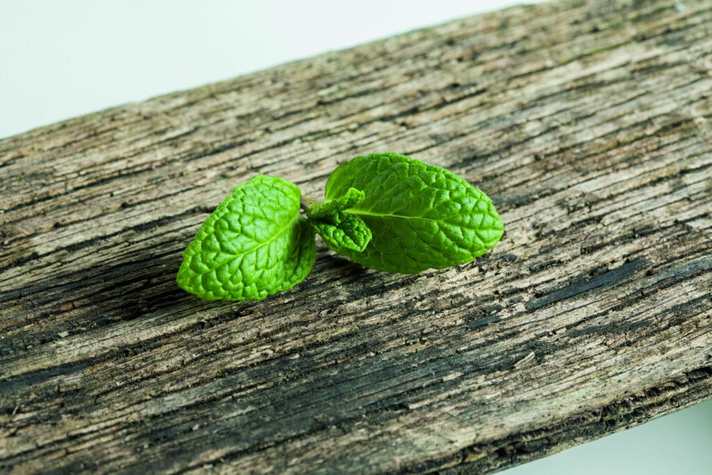 Types Of Mint Plants: How To Grow And Use Popular Mint Varieties