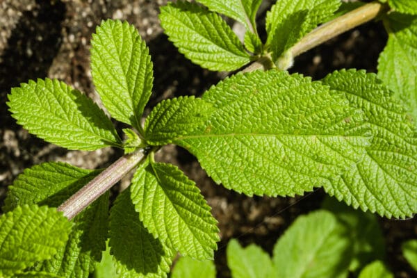 Types Of Mint Plants: How To Grow And Use Popular Mint Varieties