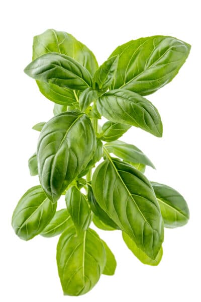 What to Do with Fresh Basil: Creative Ways to Use Your Harvest