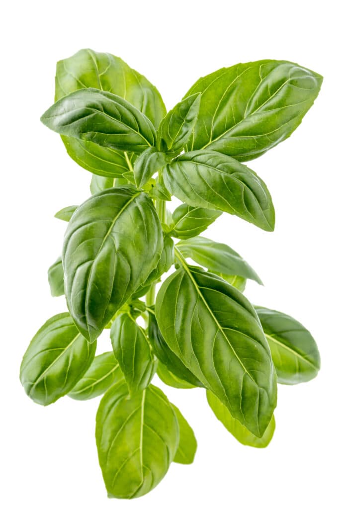 What to Do with Fresh Basil: Creative Ways to Use Your Harvest