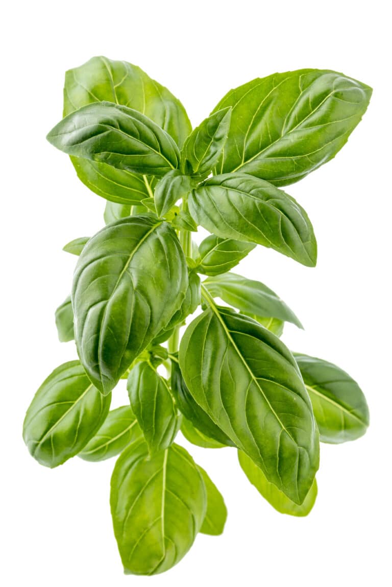 What to Do with Fresh Basil: Creative Ways to Use Your Harvest