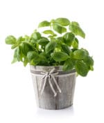 What to Do with Fresh Basil: Creative Ways to Use Your Harvest