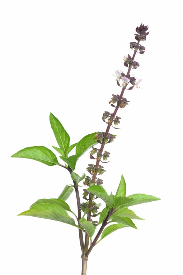 Types Of Basil: 7 Top Varieties for Your Garden