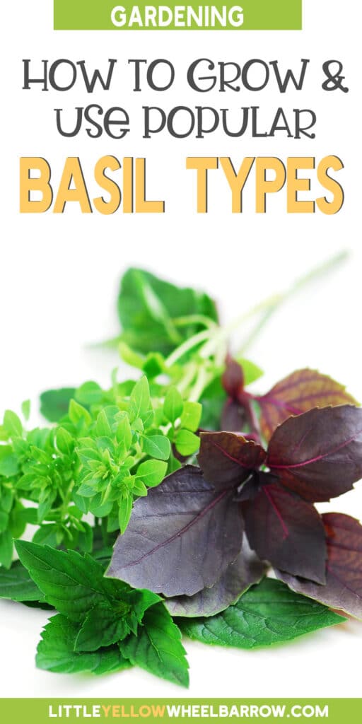 Types Of Basil: How To Grow and Use Different Basil Varieties (2022)