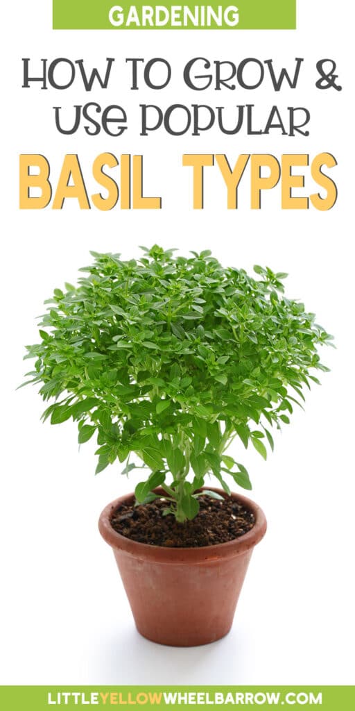 Types Of Basil: How To Grow and Use Different Basil Varieties (2022)