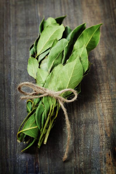 Bay Leaf Plant: How To Grow, Harvest & Use Them