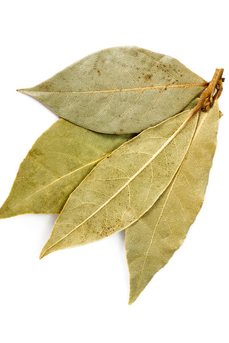 Bay Leaf Plant: How To Grow, Harvest & Use Them
