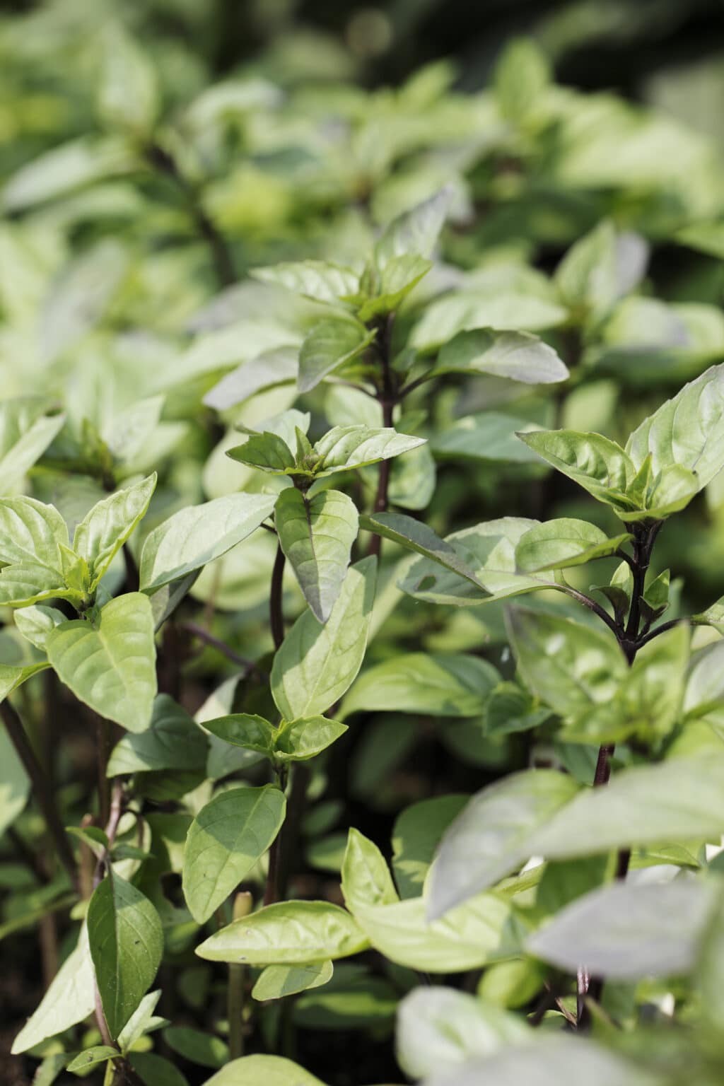 Types Of Basil: 7 Top Varieties for Your Garden