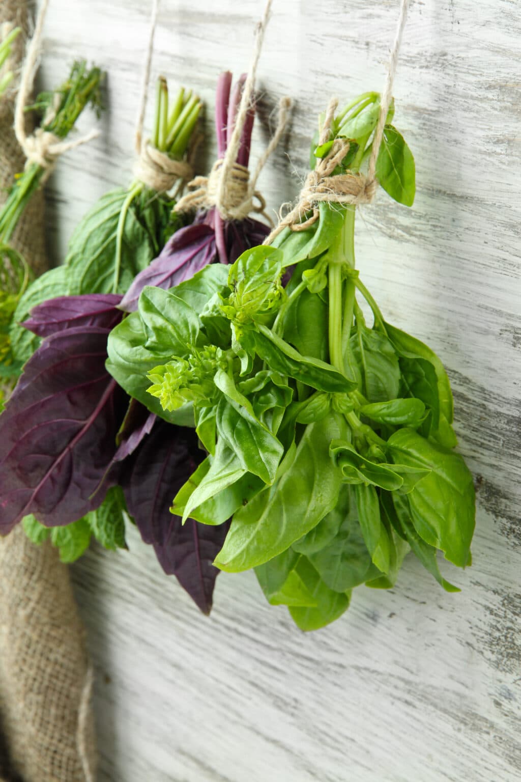 Types Of Basil: 7 Top Varieties for Your Garden