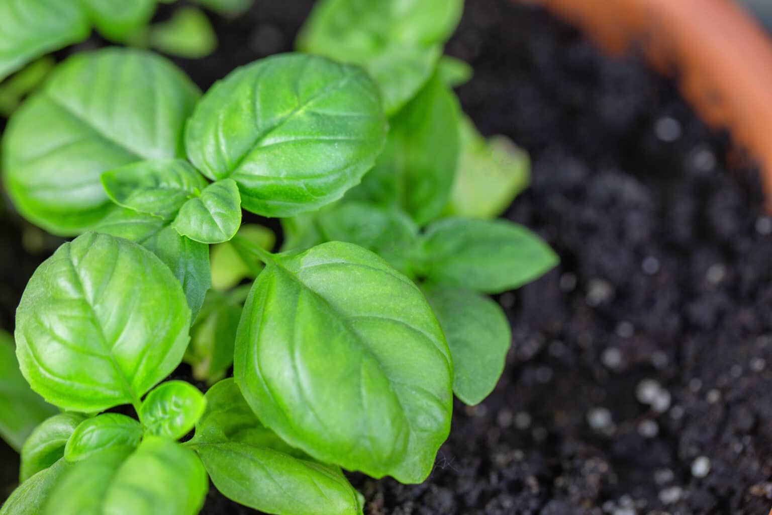 Basil Plants: How To Grow, Harvest & Use Them