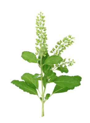 Types Of Basil: 7 Top Varieties for Your Garden