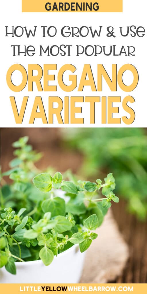 Types Of Oregano: How To Grow And Use Popular Oregano Varieties