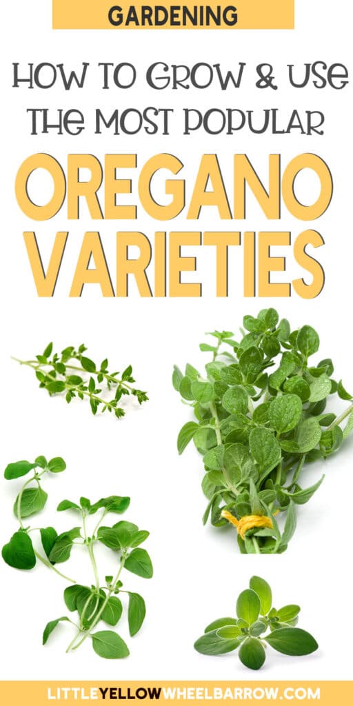 Types Of Oregano: How To Grow And Use Popular Oregano Varieties