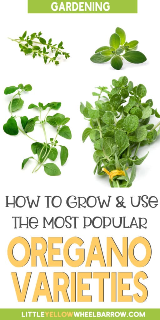 Types Of Oregano: How To Grow And Use Popular Oregano Varieties