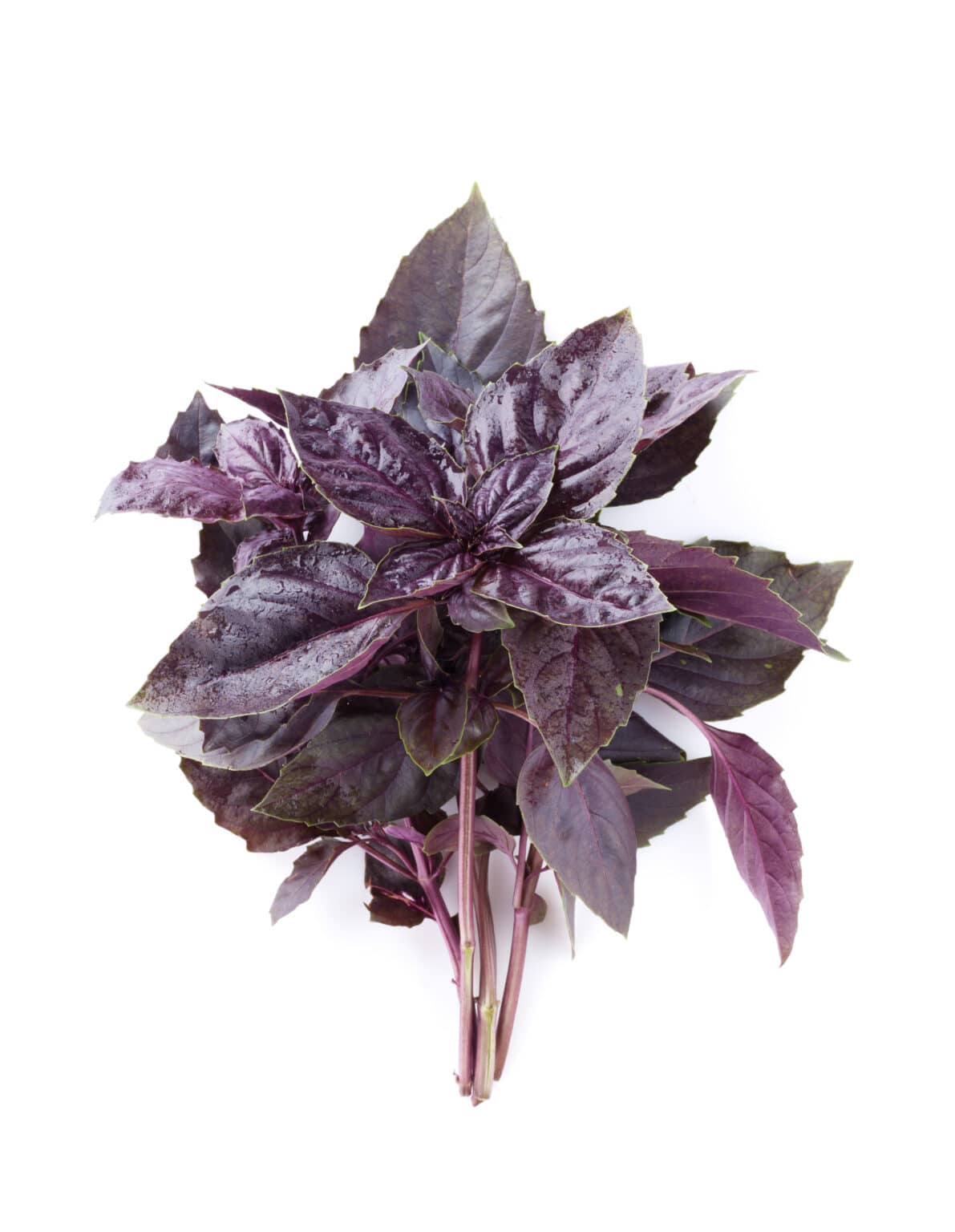 Types Of Basil: 7 Top Varieties for Your Garden