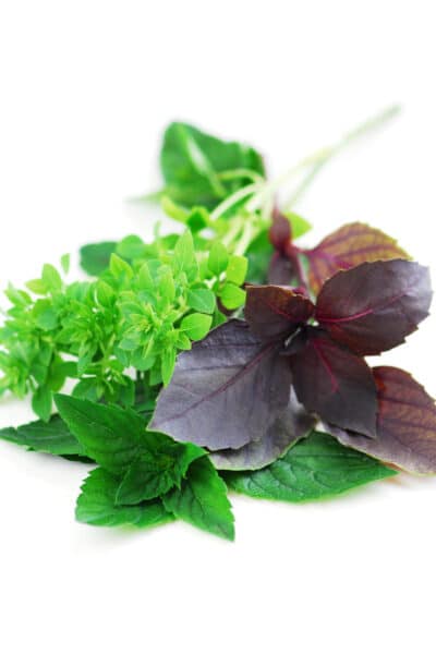 What to Do with Fresh Basil: Creative Ways to Use Your Harvest