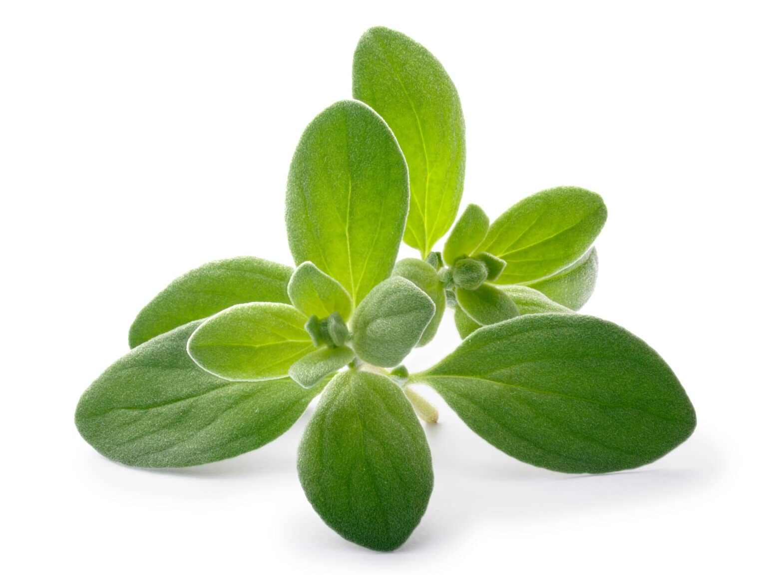 7 Types Of Oregano For Your Garden and Kitchens