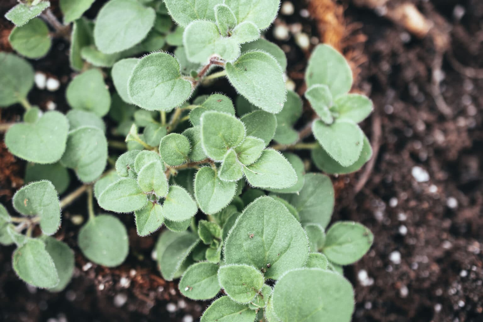 7 Types Of Oregano For Your Garden and Kitchens