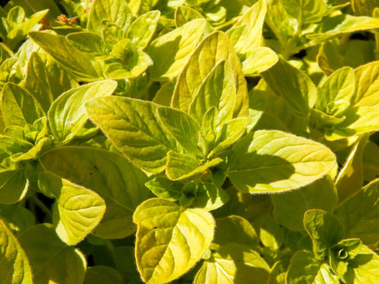 7 Types Of Oregano For Your Garden and Kitchens