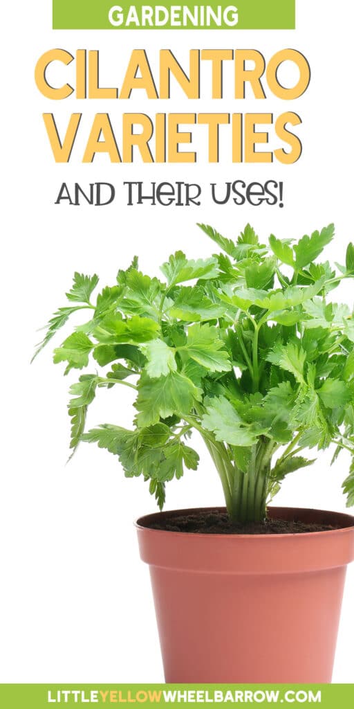 Guide On All Types of Cilantro