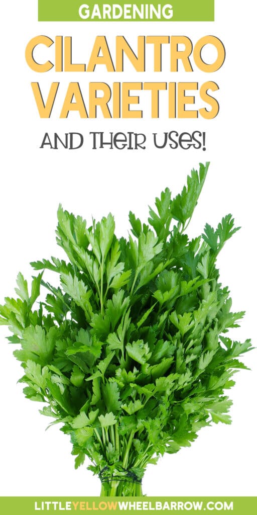 Guide On All Types of Cilantro