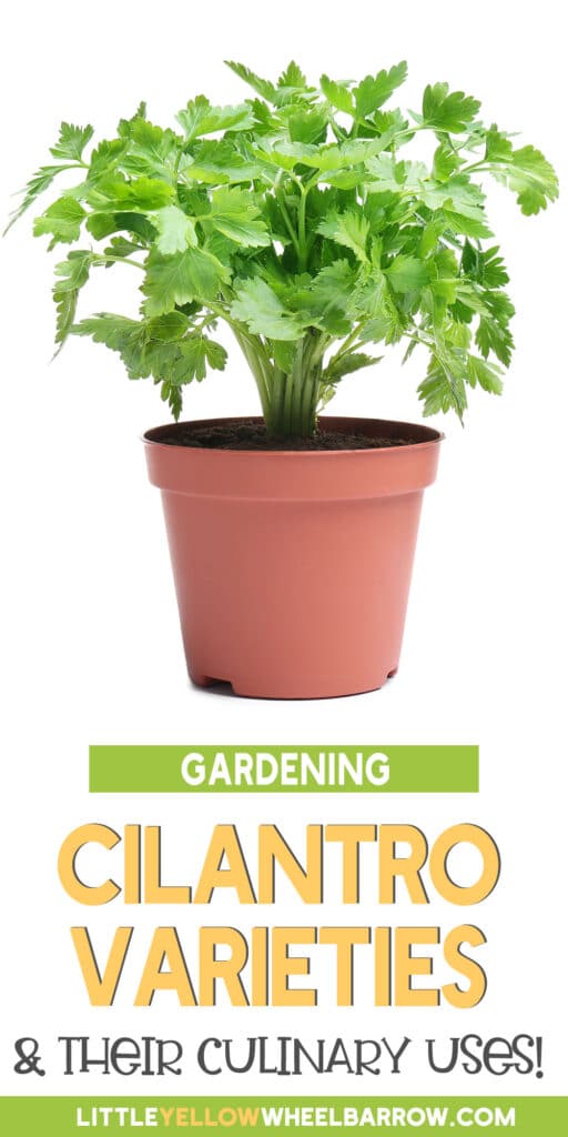 Guide On All Types of Cilantro