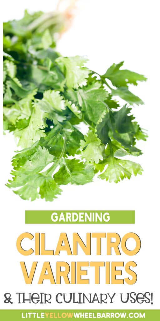 Guide On All Types of Cilantro
