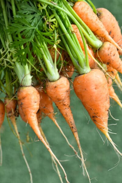 Growing Carrots in Containers: A Comprehensive Guide